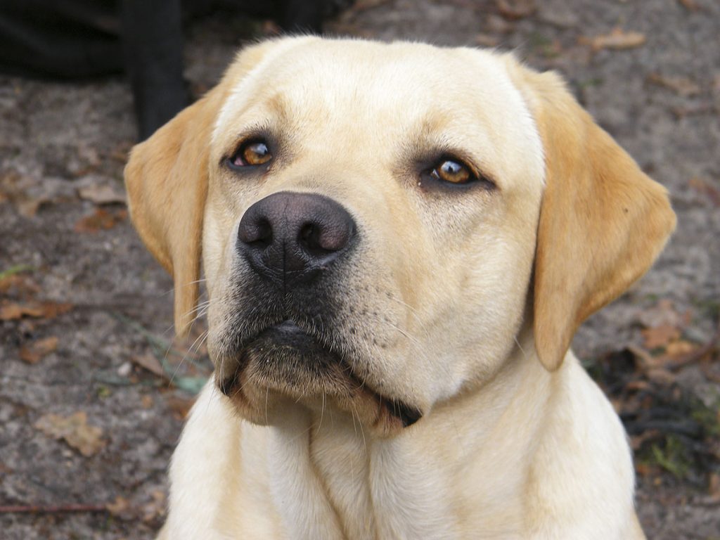 NOS CHIOTS - Labradors de Pont-Barreau