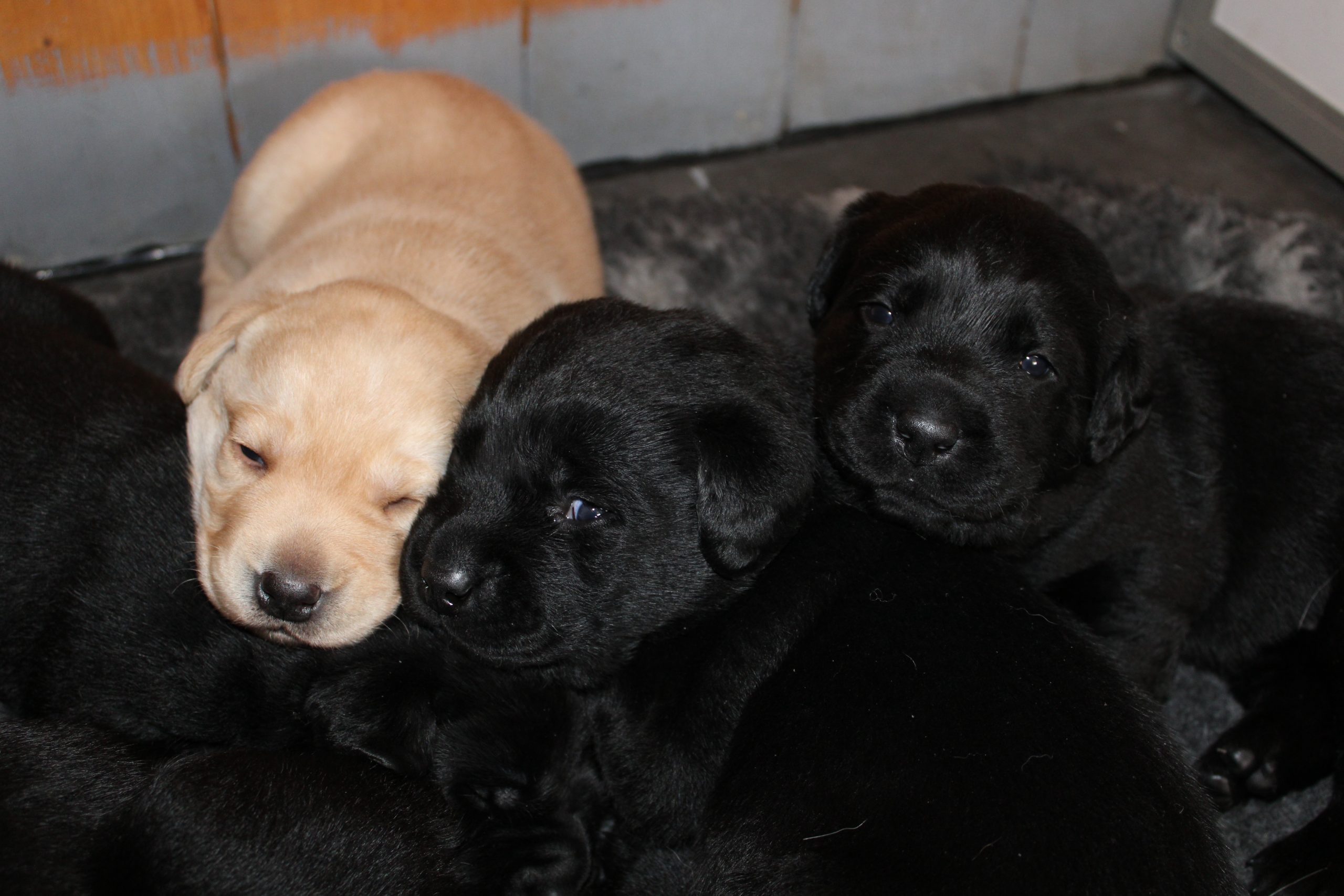 Nos Chiots Labradors De Pont Barreau